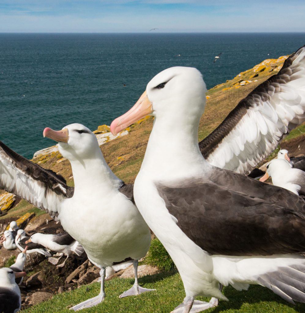 8 Interesting Facts About Albatross | Polar Latitudes Expeditions