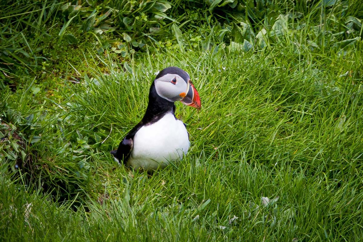 Atlantic Puffin - Polar Latitudes Expeditions